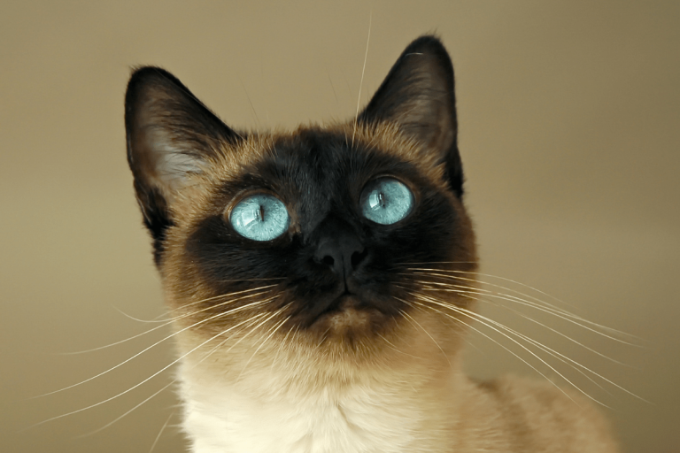 Pisica Siameză - Rase de Pisici - Felinescu