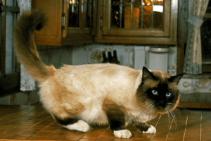 Pisica Birmaneză - Rase de Pisici - Felinescu