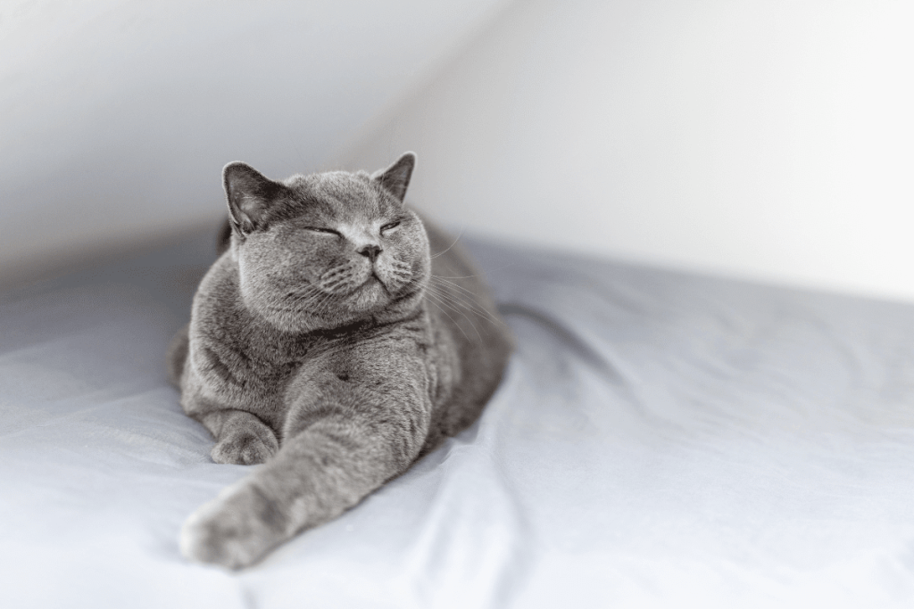 Pisica Siameză - Rase de Pisici - Felinescu