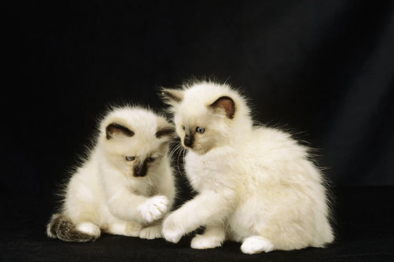 Pisica Birmaneză - Rase de Pisici - Felinescu