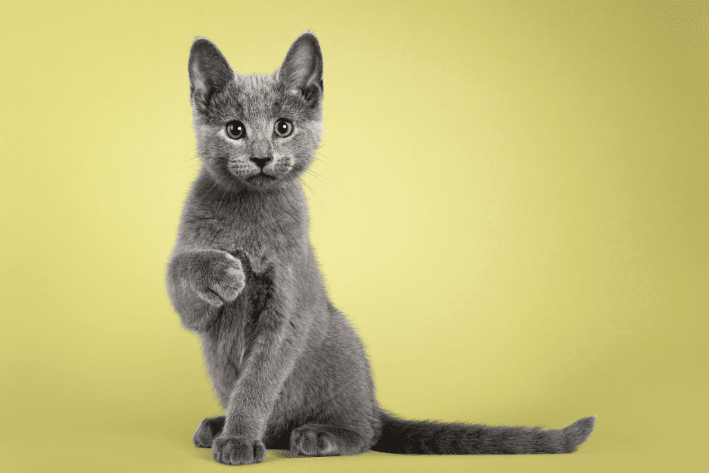 Curiozități despre pisici. Peste 100 curiozități interesante cu pisici