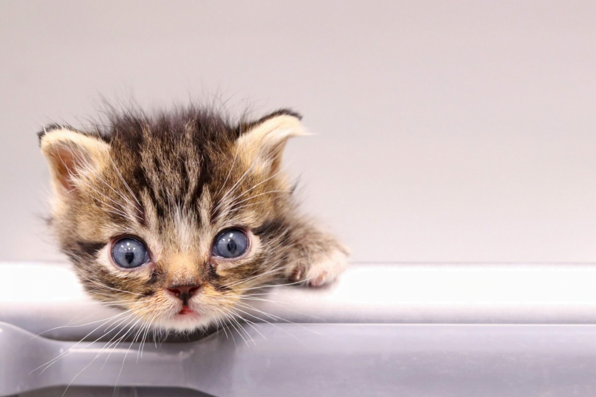 Puii de pisică. Primele șase săptămâni de viață - Îngrijirea Pisicii ...