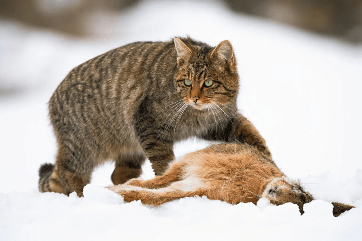 Pisica Siameză - Rase de Pisici - Felinescu