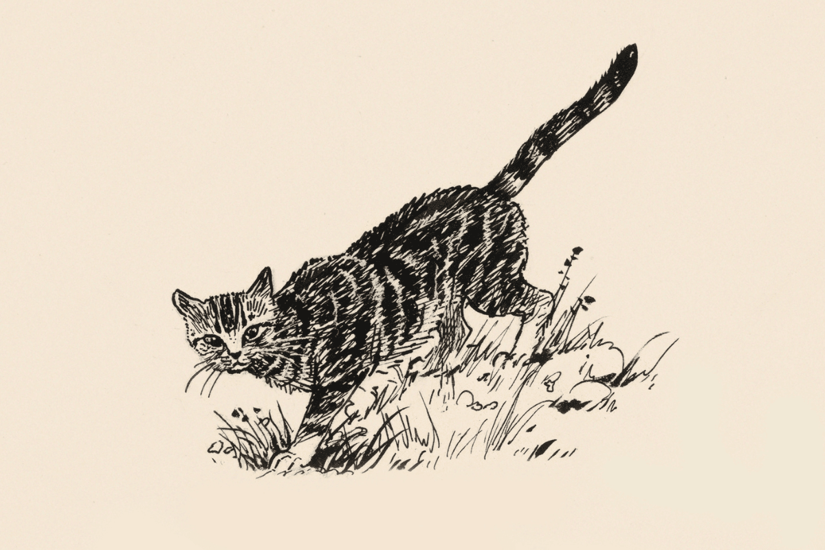 De ce pisicile metis sunt mai mici și mai firave decât cele de rasă?