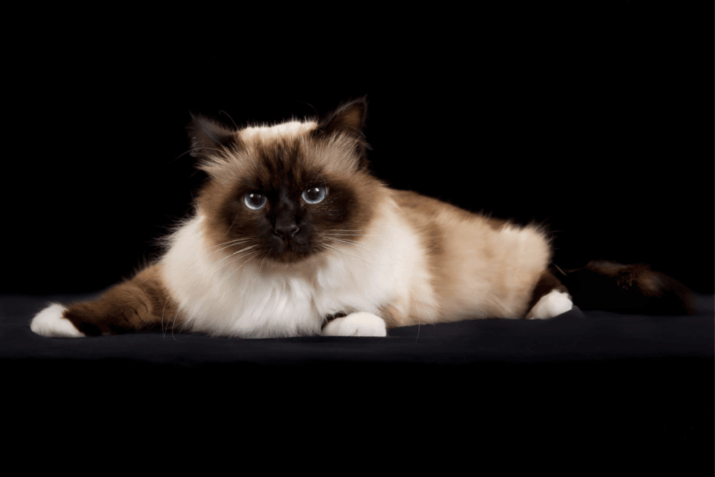 Pisica Siameză - Rase de Pisici - Felinescu